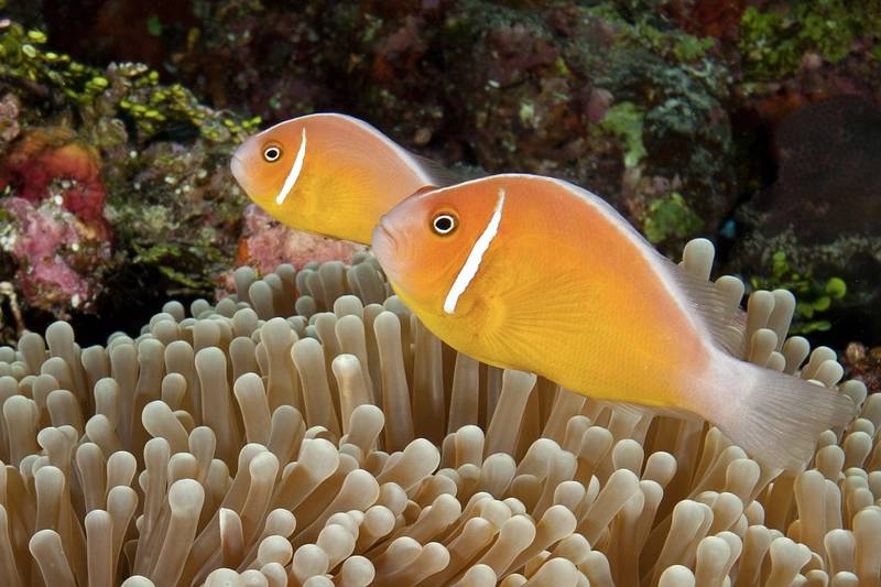Global Reef Expedition: Mission To Tonga