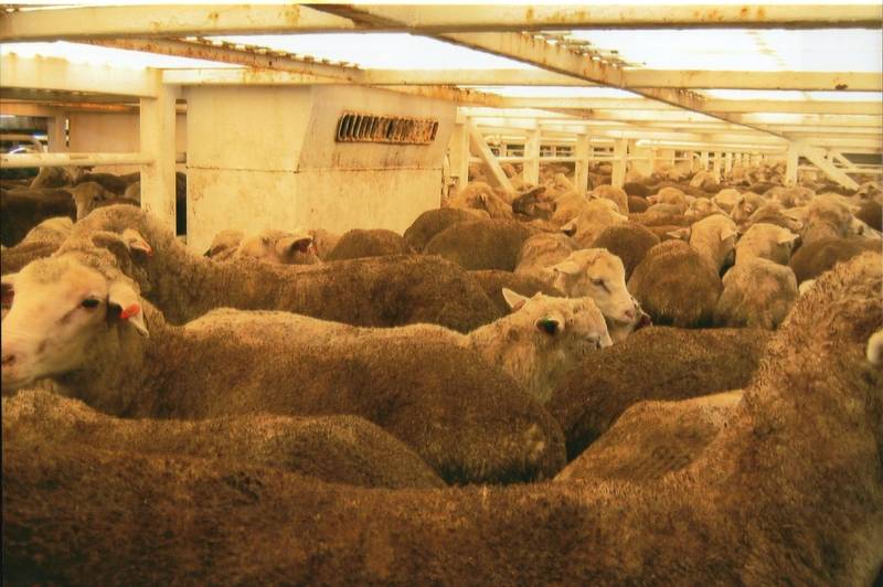Animal Welfare Groups Call For Live Sheep Export Ban