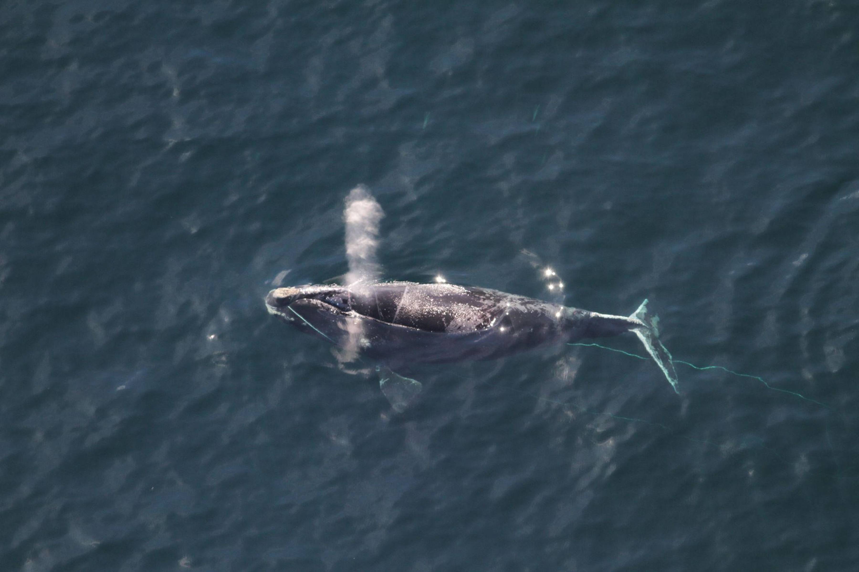 Eyes in the Sky: ACUASI keeps an Unmanned Eye to Prevent Whale Collisions